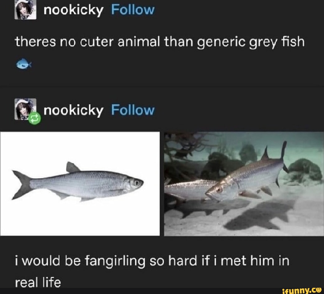 (ag nookicky Follow theres no cuter animal than generic grey fish ...