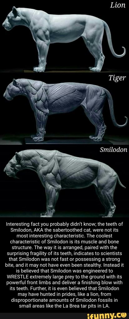 Smilodon hes: Interesting fact you probably didn't know; the teeth of ...