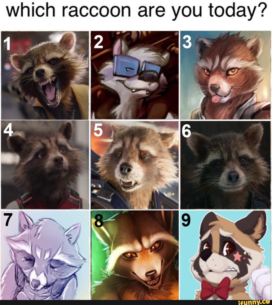 Which raccoon are you today? - iFunny