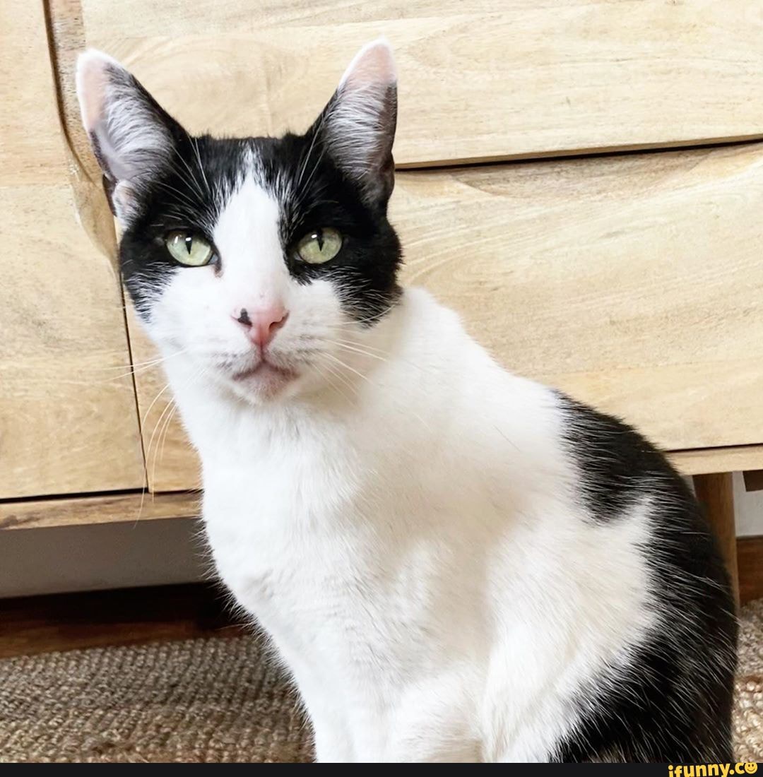 Oreja memes. Best Collection of funny Oreja pictures on iFunny