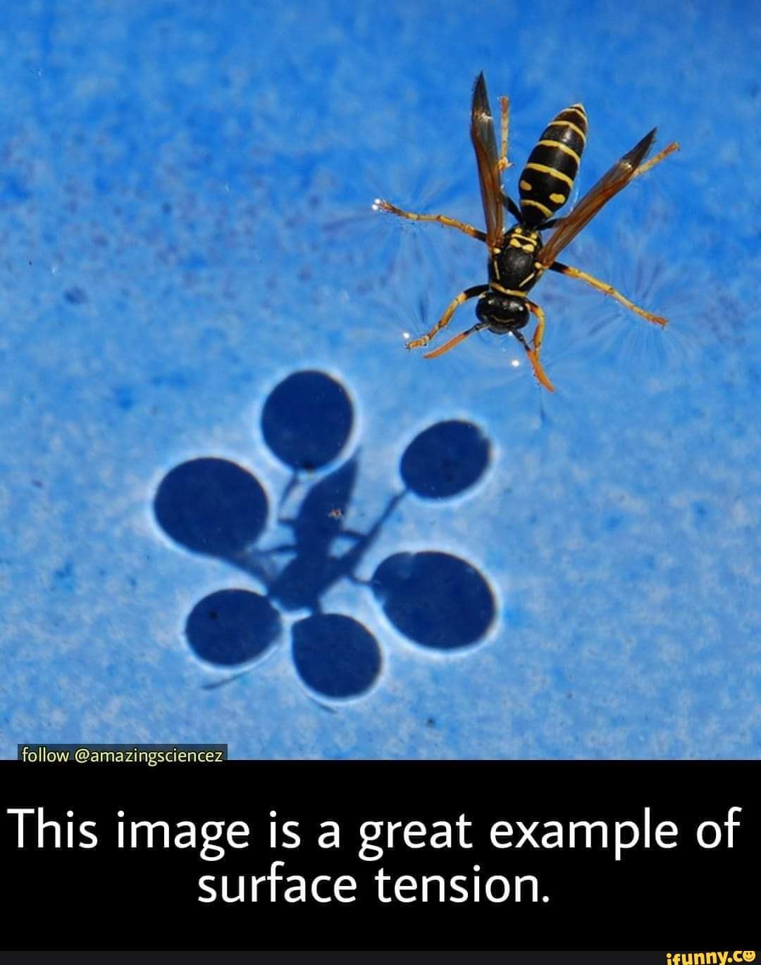 Follow @amazingsciencez This image is a great example of surface ...