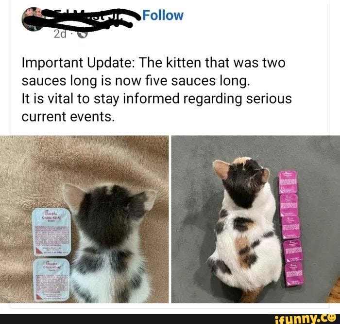 Important Update: The kitten that was two sauces long is now five ...