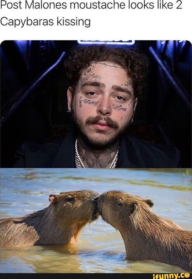 Capybaras memes. Best Collection of funny Capybaras pictures on iFunny