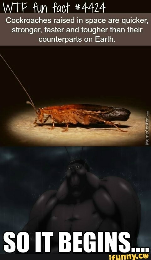 WTF fun fact #4424 Cockroaches raised in space are quicker, stronger ...