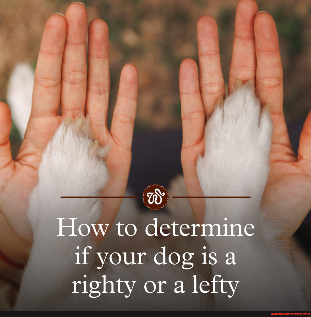 Turns out, your dog’s wag and paw preference say a lot about their ...