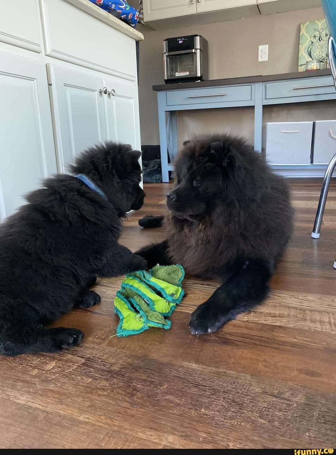 Chow_chow memes. Best Collection of funny Chow_chow pictures on iFunny