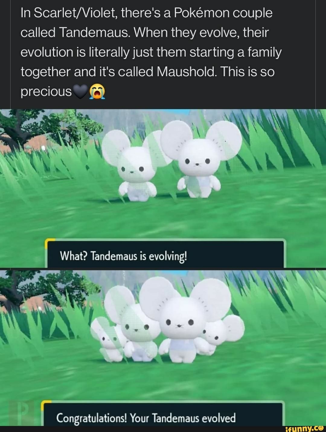 In there's a Pokemon couple called Tandemaus. When they evolve, their ...