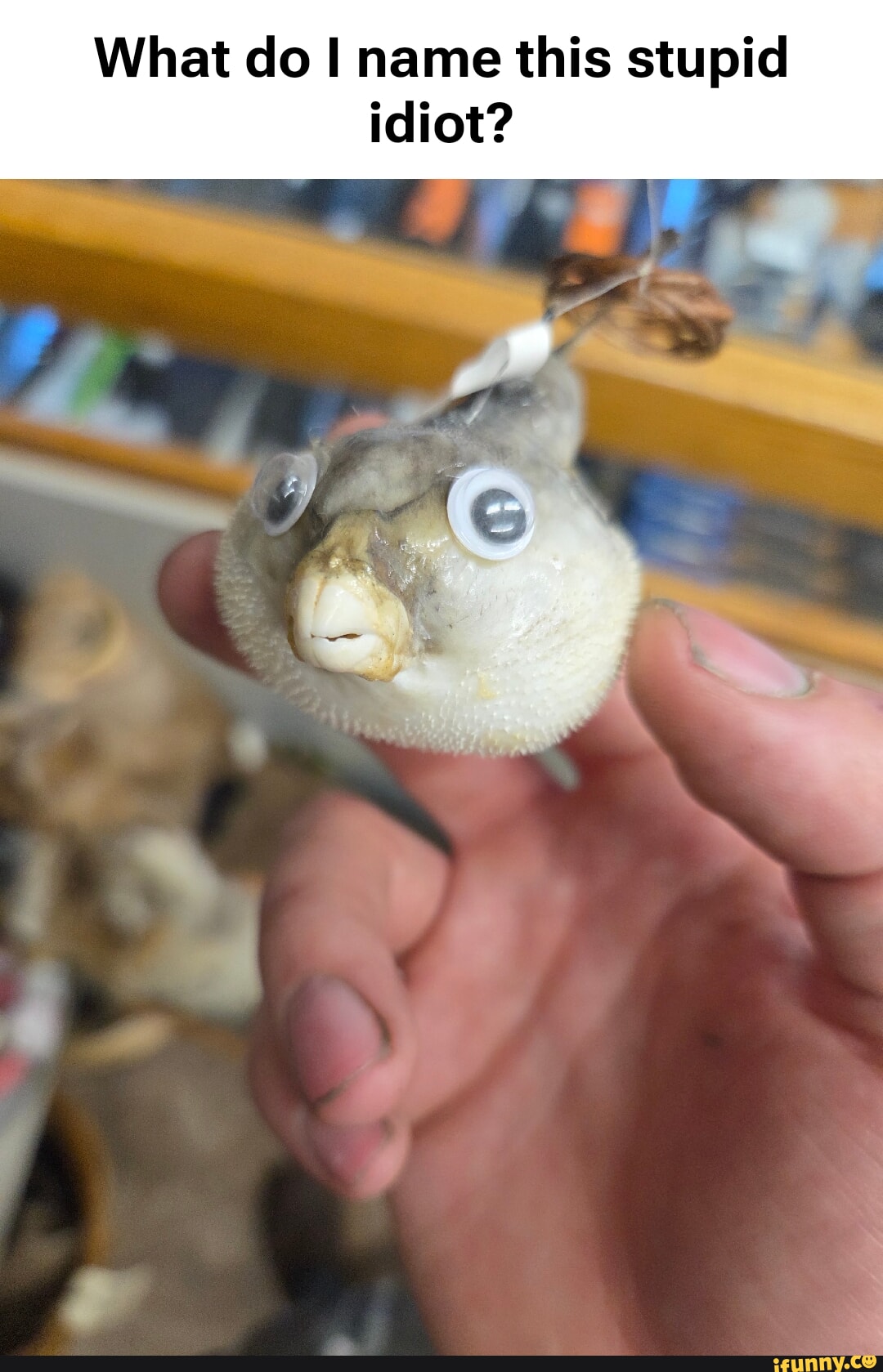 What do I name this stupid idiot? - iFunny