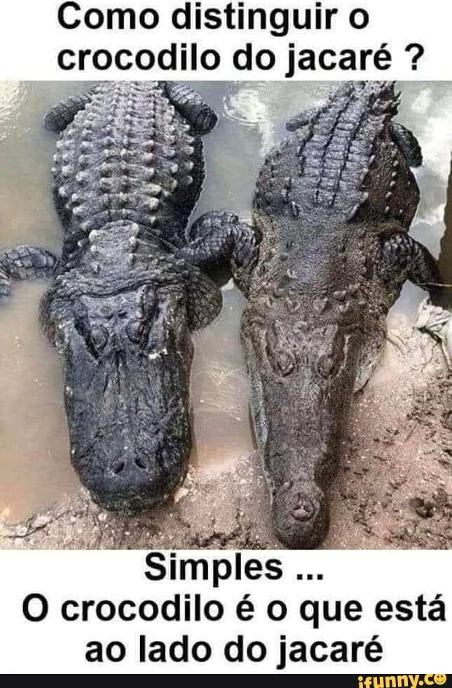 Como distinguir o crocodilo do jacaré ? Simples O crocodilo é o que ...