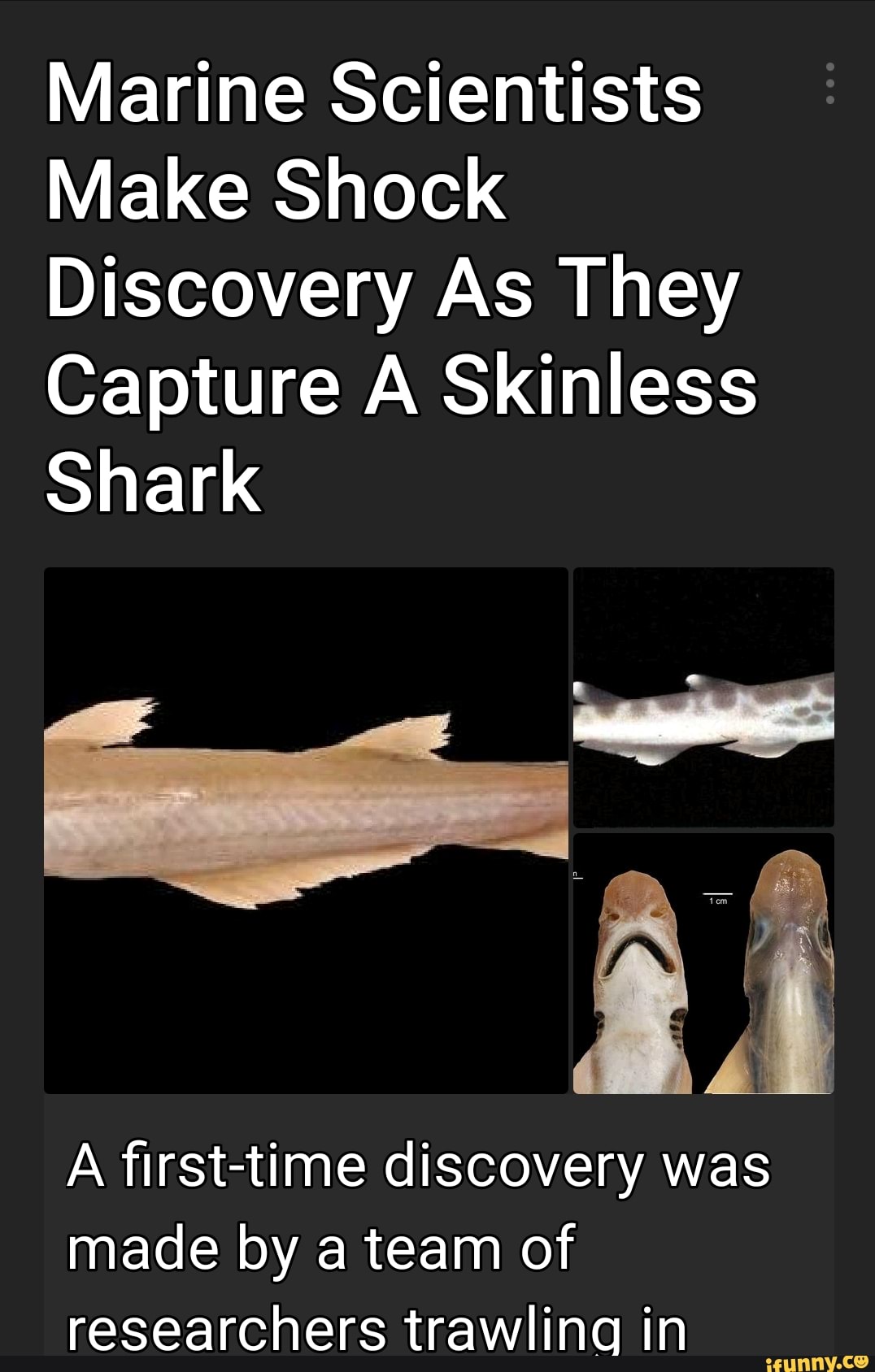 Marine Scientists Make Shock Discovery As They Capture A Skinless Shark ...