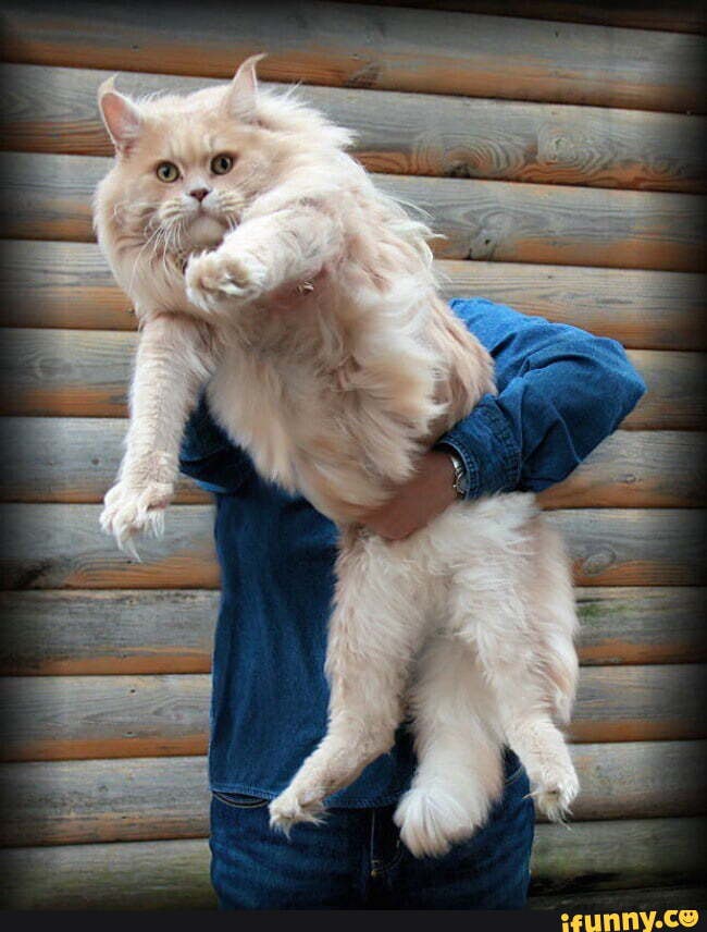 Big_cat_rescue memes. Best Collection of funny Big_cat_rescue pictures ...