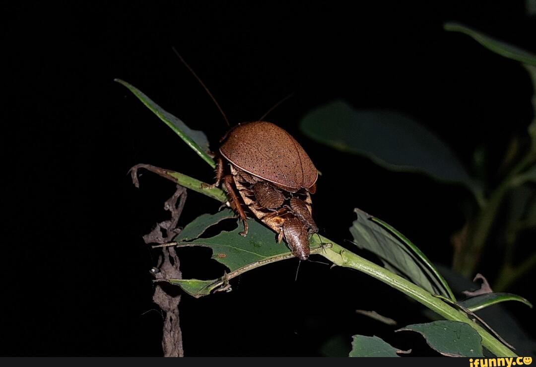 Thorax porcellana is unlike most other cockroach species. The females ...