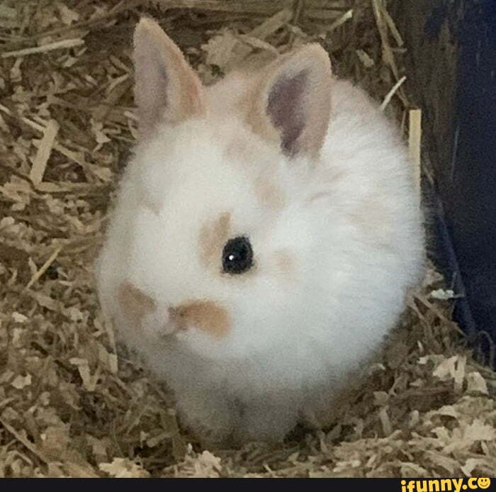 Angora_rabbit memes. Best Collection of funny Angora_rabbit pictures on ...