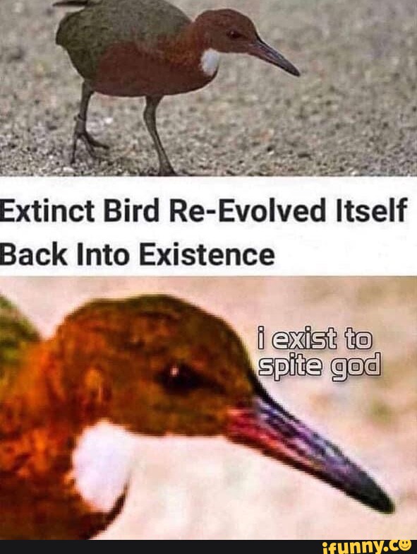 Extinct Bird Re-Evolved Itself Back Into Existence - iFunny