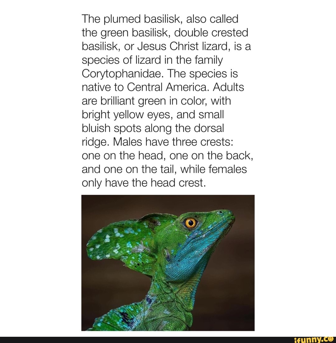 The plumed basilisk, also called the green basilisk, double crested ...