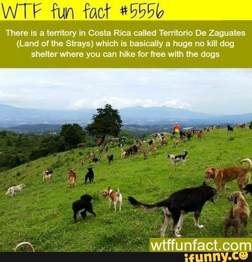 There is a territory in Costa Rica called Territorio De Zaguates (Land ...