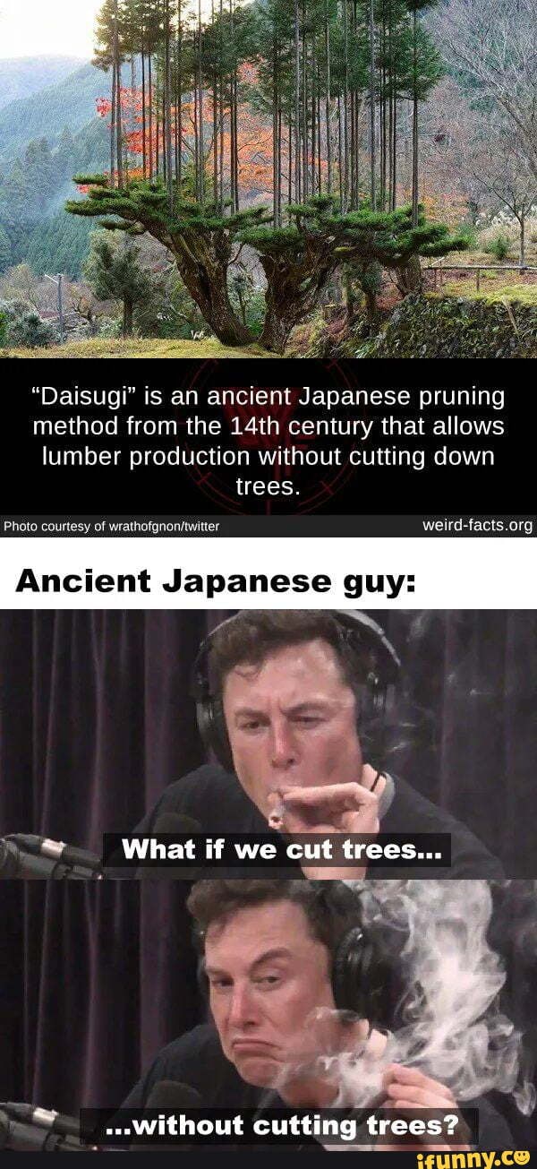 Big blain time - "Daisugi" is an ancient Japanese pruning method from ...