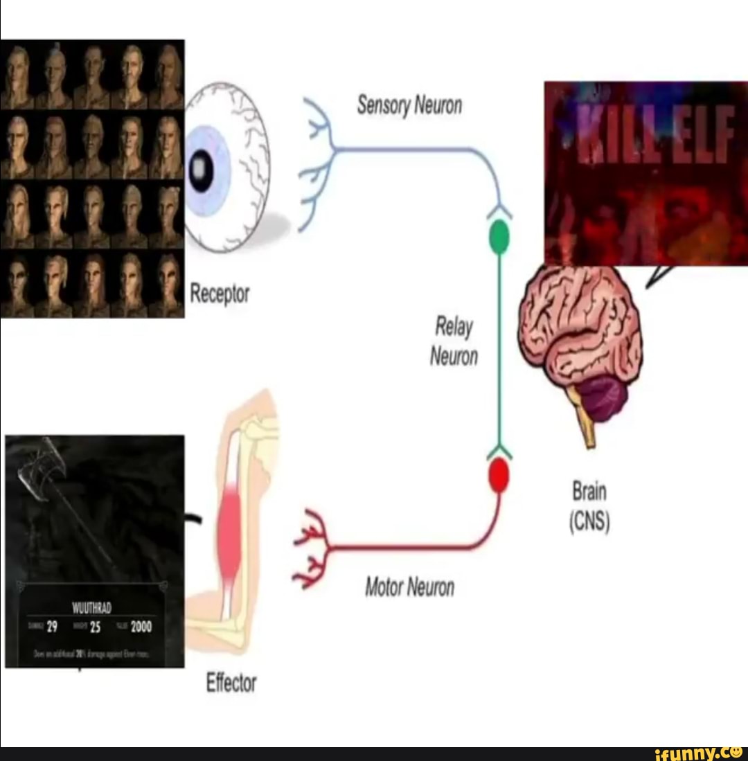 Sensory Neuron Receptor Relay Neuron Brain (CNS) Motor Neuron Effector ...