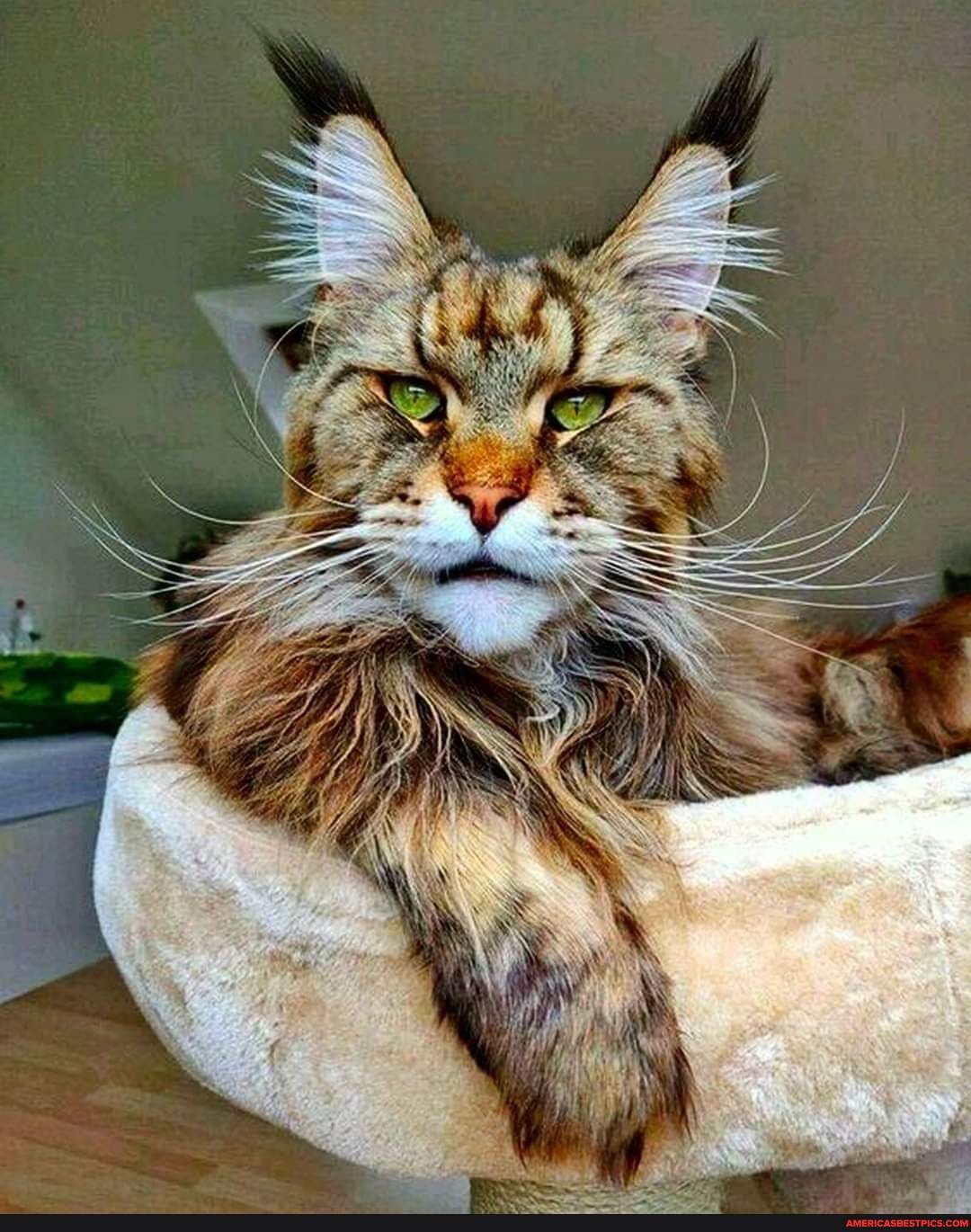 Maine Coon is the largest domesticated cat. - America’s best pics and ...