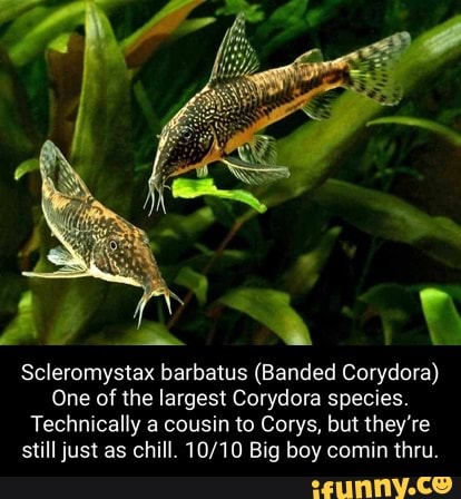 Corydora memes. Best Collection of funny Corydora pictures on iFunny