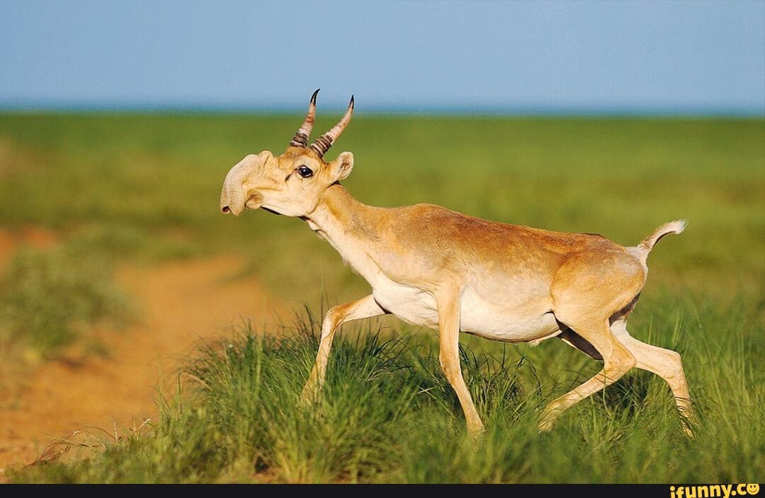 Saiga_antelope memes. Best Collection of funny Saiga_antelope pictures ...