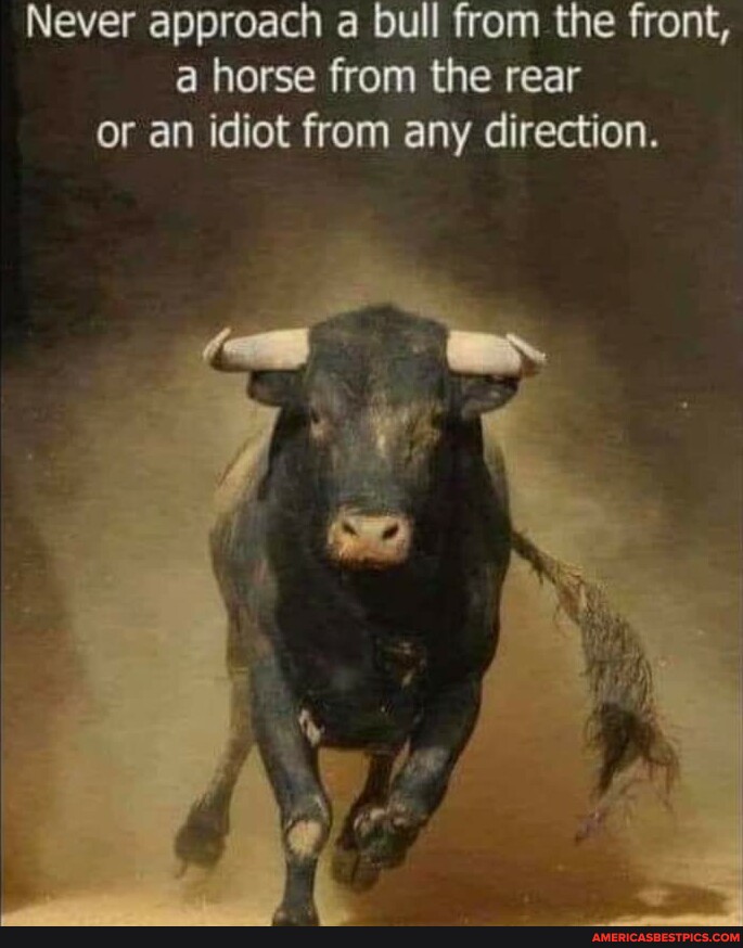 Never approach a bull from the front, a horse from the rear or an idiot ...