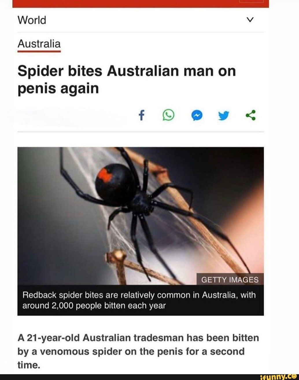 World Australia Spider bites Australian man on penis again @va GETTY ...