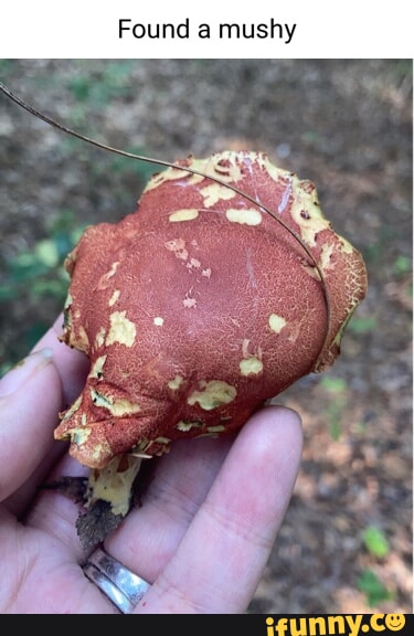 Mushy memes. Best Collection of funny Mushy pictures on iFunny