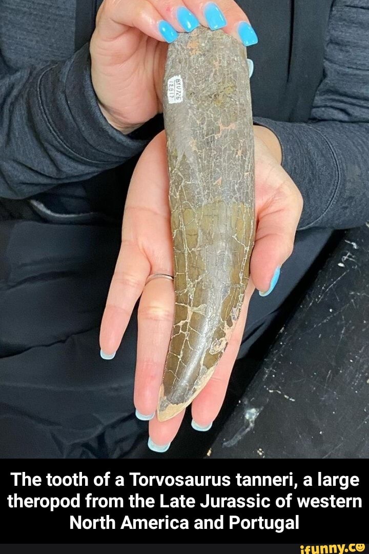 Torvosaurus memes. Best Collection of funny Torvosaurus pictures on iFunny