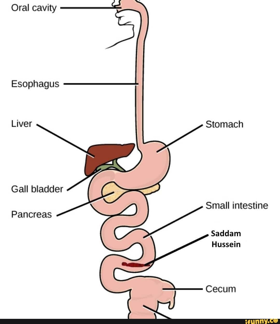 Oral cavity Esophagus Liver Stomach Gall bladder Small intestine ...