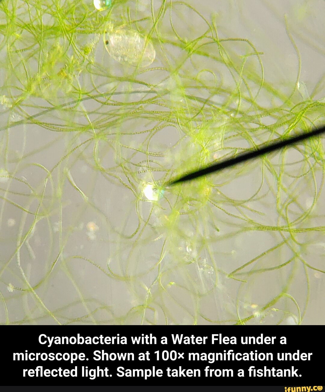 SS Cyanobacteria with a Water Flea under a microscope. Shown at 100x ...