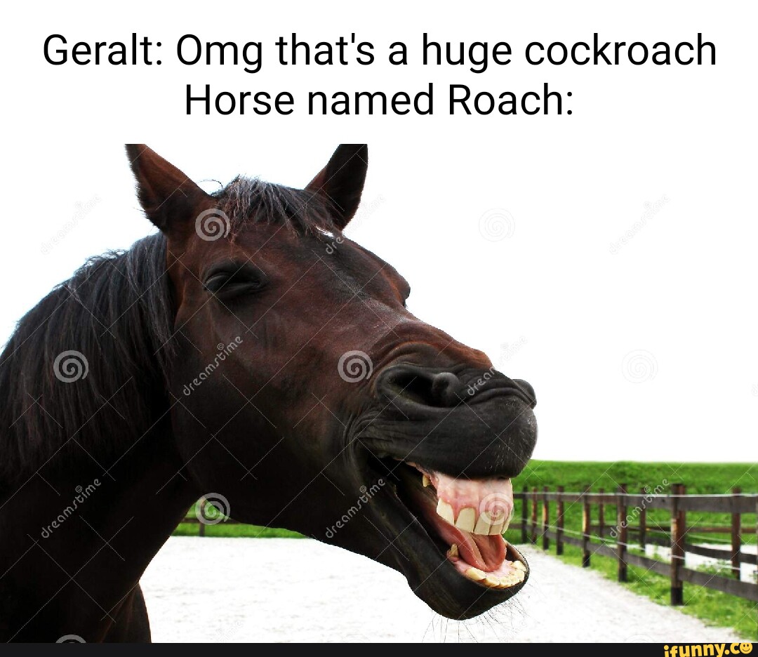 Geralt: Omg that's a huge cockroach Horse named Roach: - iFunny