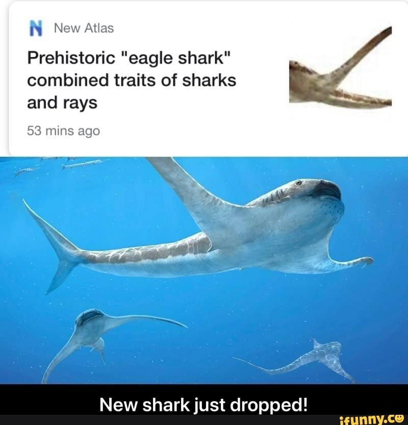 New Atlas Prehistoric "eagle shark" combined traits of sharks and rays ...