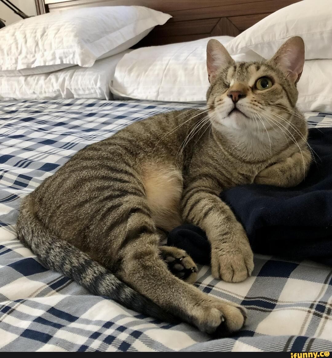 Fergie memes memes. The best memes on iFunny