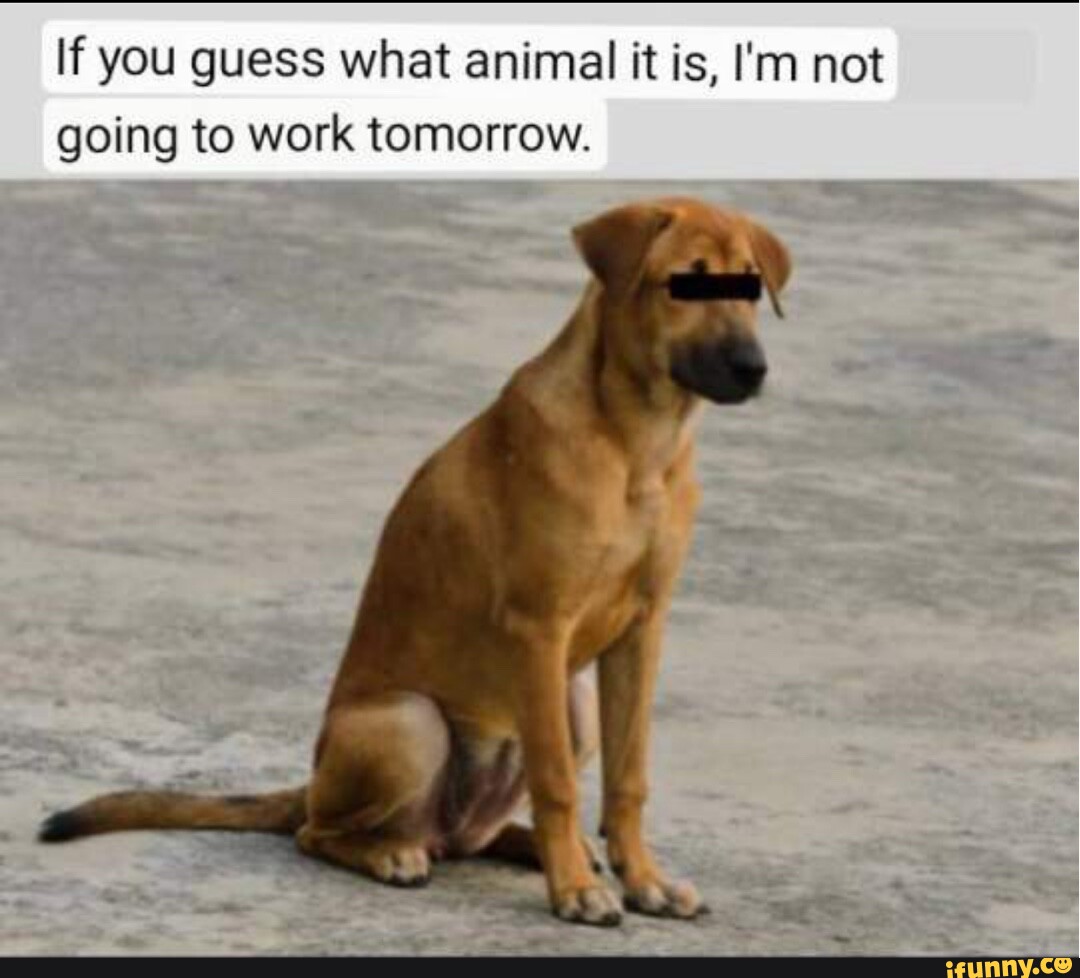If you guess what animal it is, I'm not going to work tomorrow. - iFunny