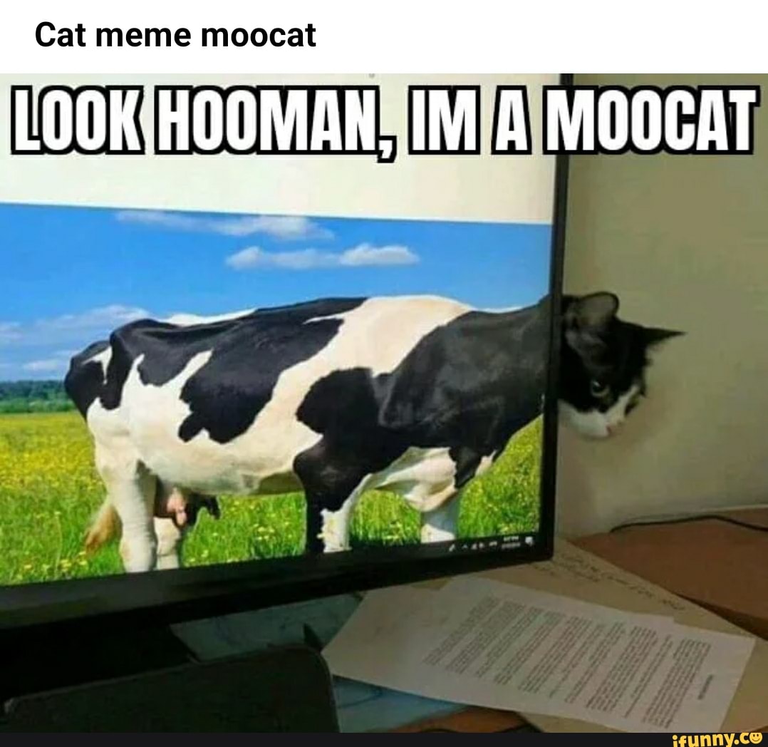 Cat meme moocat LOOK, HOOMAN, IM A MOOCAT - iFunny
