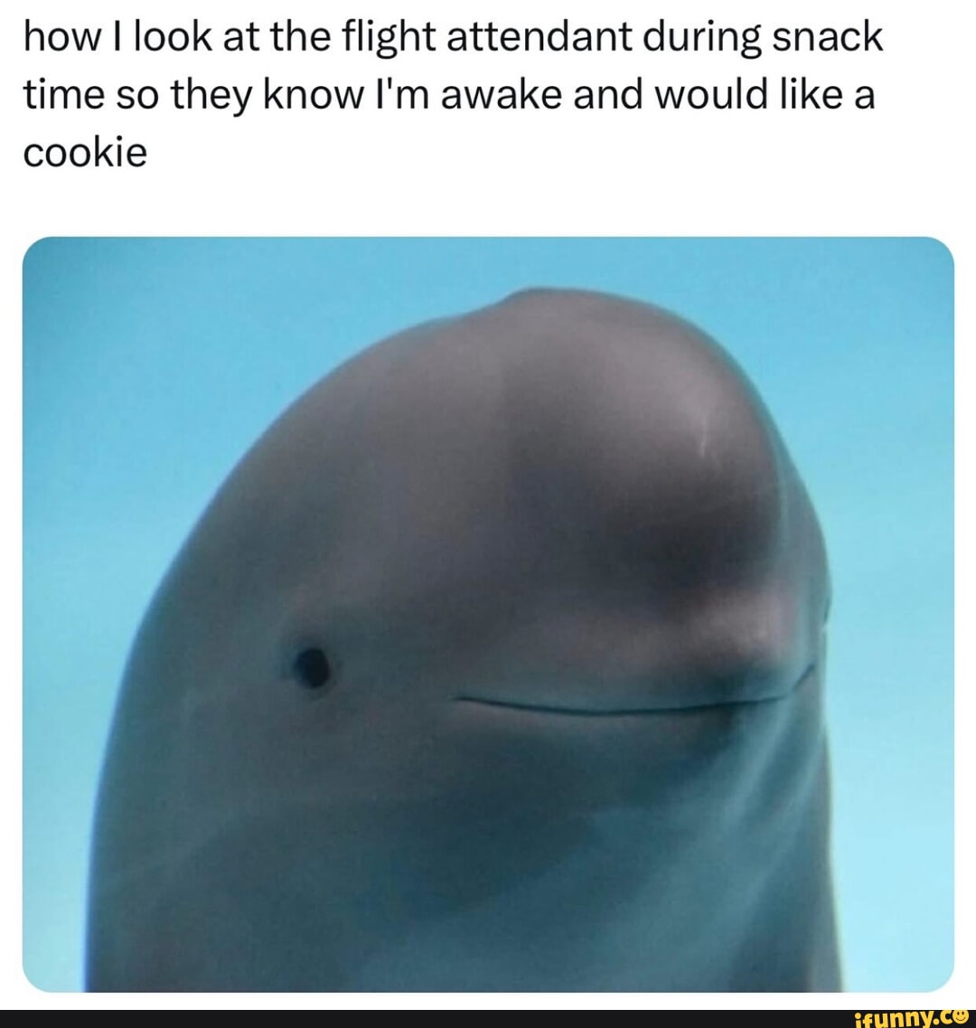 How I look at the flight attendant during snack time so they know I'm ...