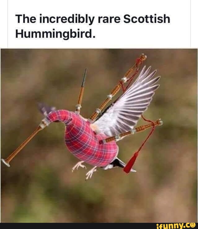 Scottish memes. Best Collection of funny Scottish pictures on iFunny