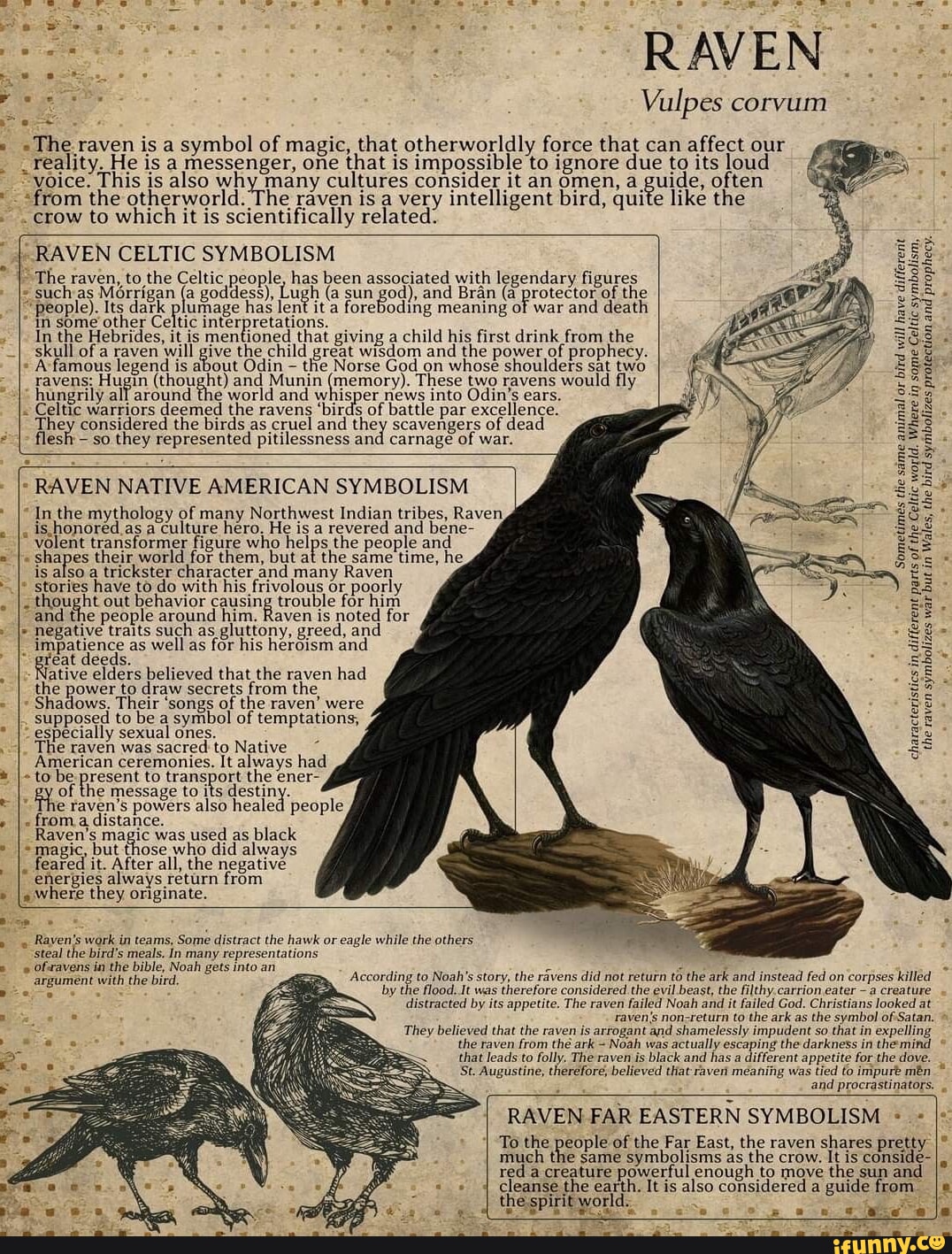 RAVEN Vulpes corvum The raven is a symbol of magic, that otherworldly ...
