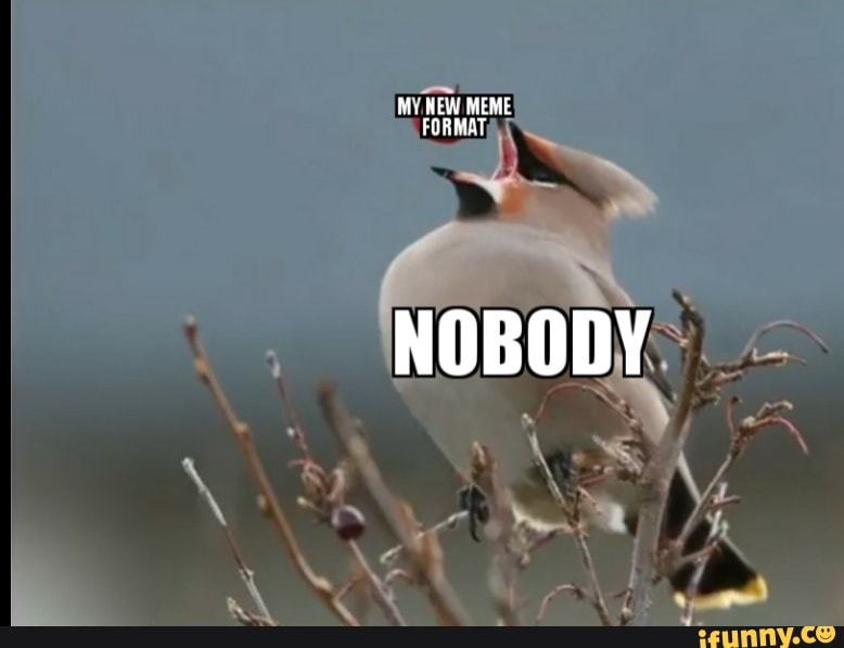 NEW MEME FORMAT NOBODY - iFunny