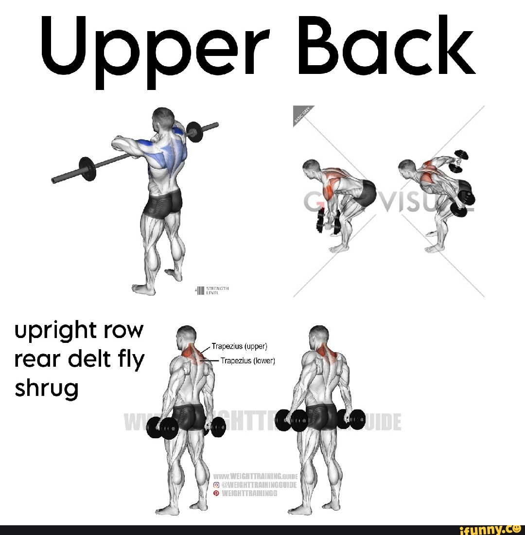 Upper Back upright row rear delt fly shrug - iFunny