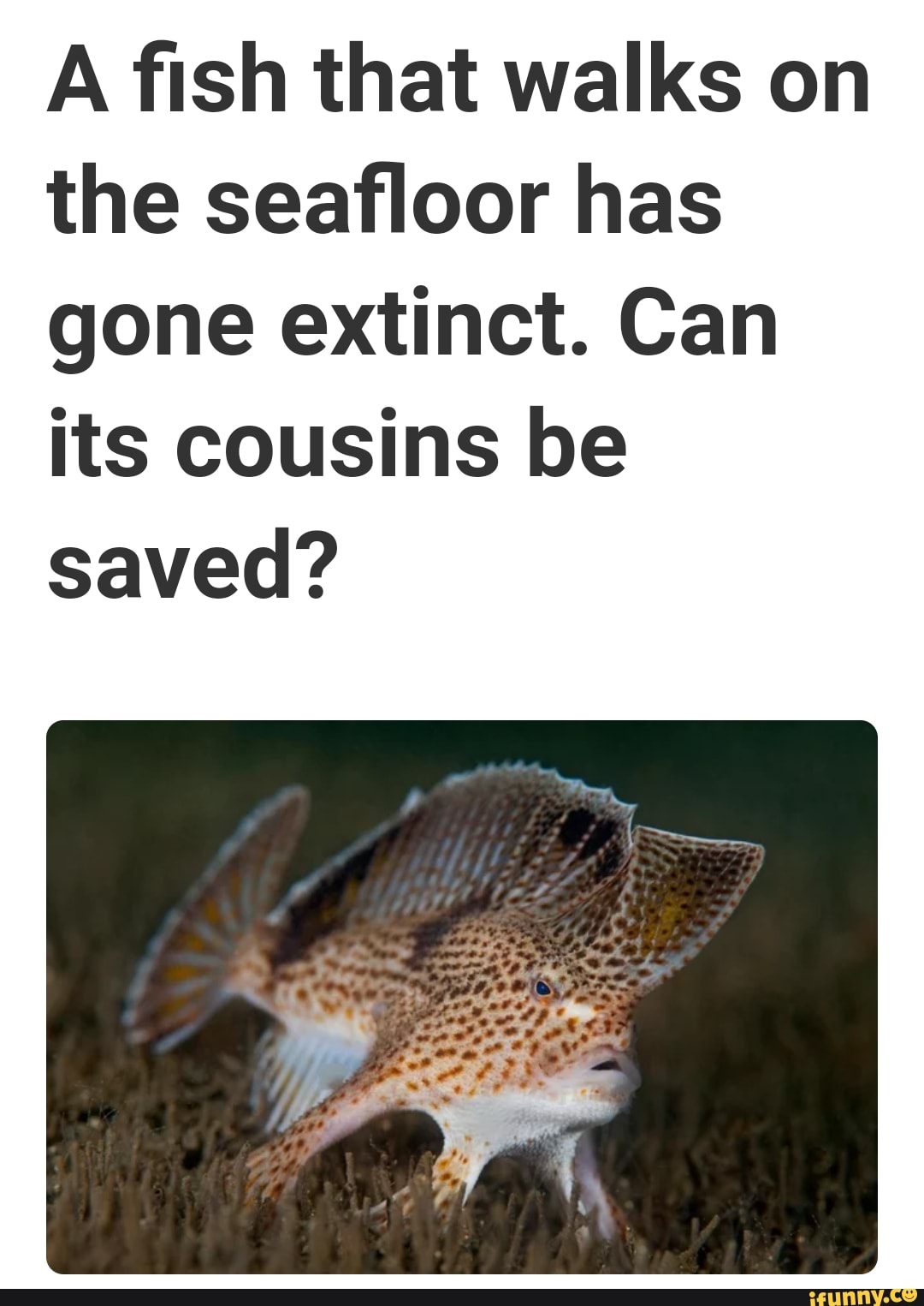 A fish that walks on the seafloor has gone extinct. Can its cousins be ...