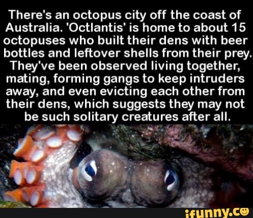 There's an octopus city off the coast of Australia. 'Octlantis' is home ...