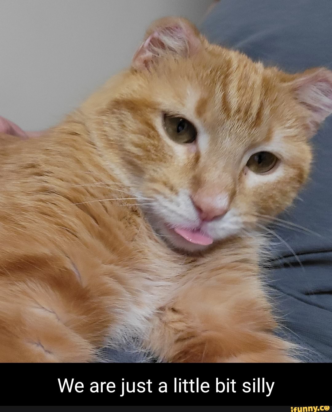 We are just a little bit silly - iFunny