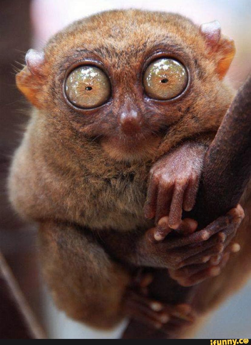 Tarsier memes. Best Collection of funny Tarsier pictures on iFunny