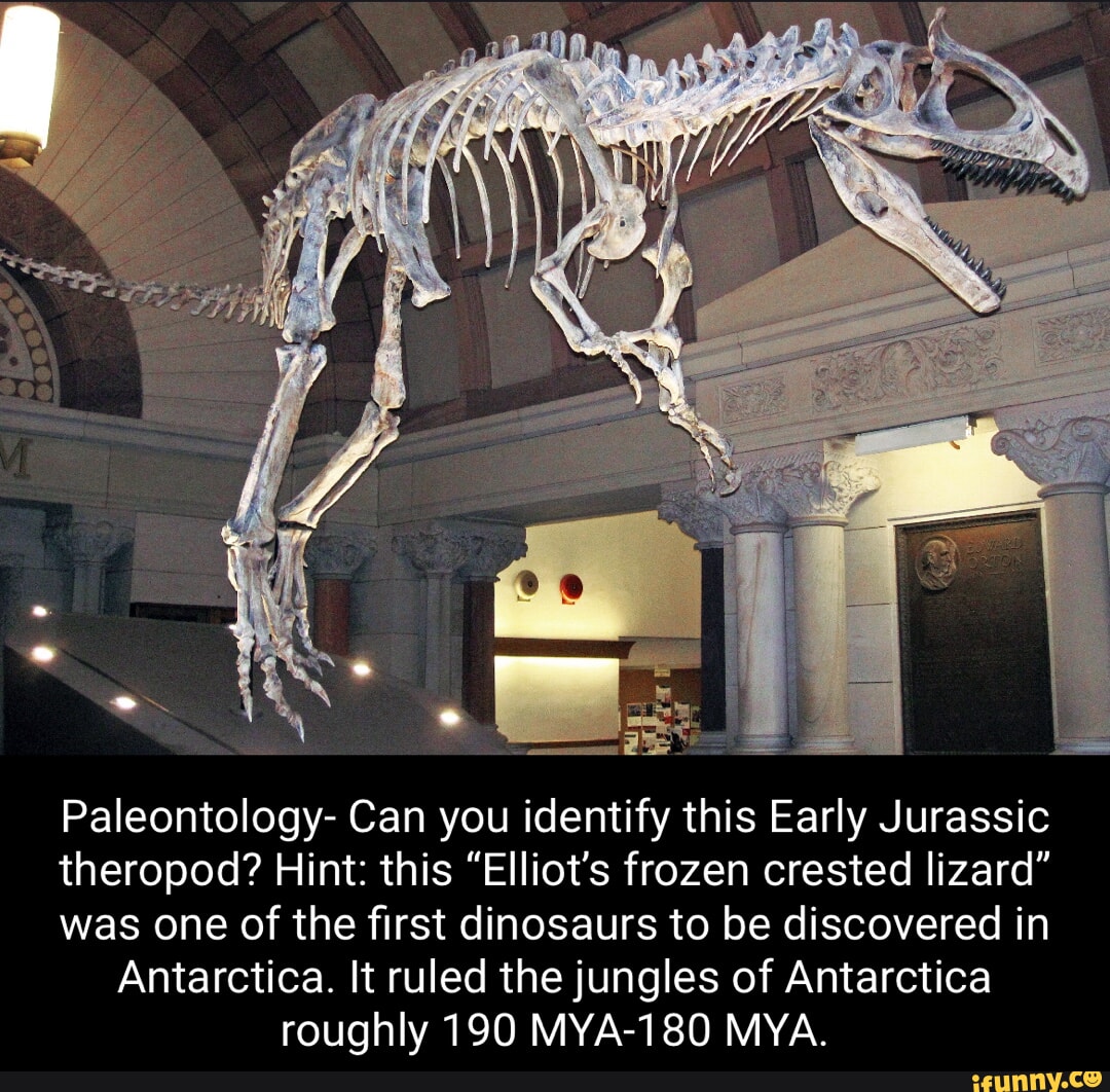 Paleontology- Can you identify this Early Jurassic theropod? Hint: this ...