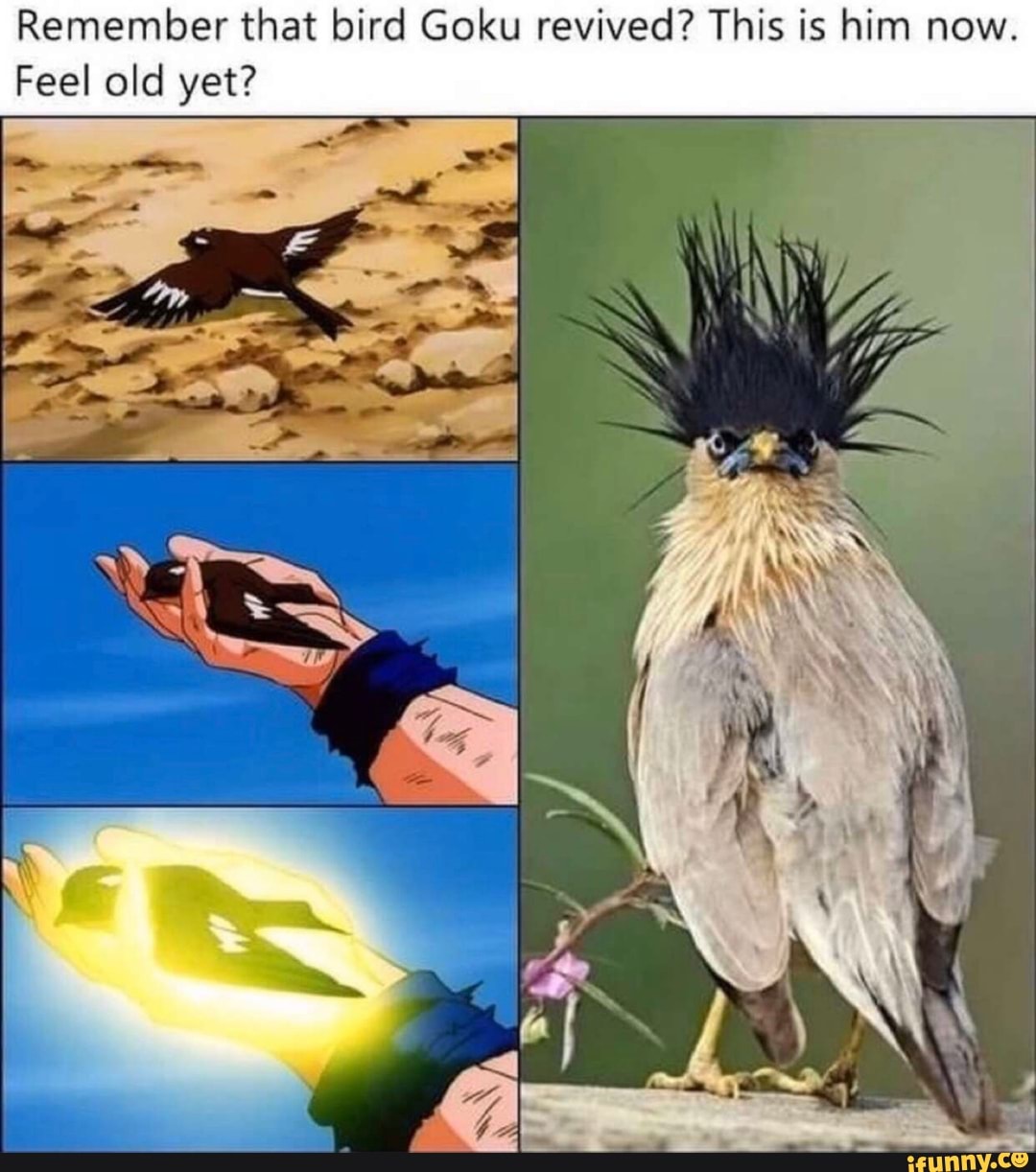Remember that bird Goku revived? This is him now. Feel old yet? - iFunny