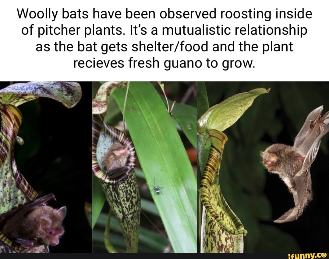 Woolly bats have been observed roosting inside of pitcher plants. It's ...