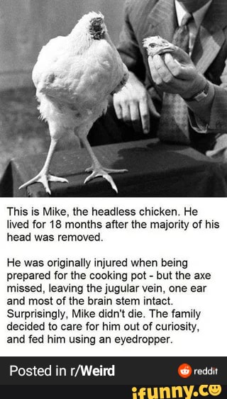 This is Mike, the headless chicken. He lived for 18 months after the ...