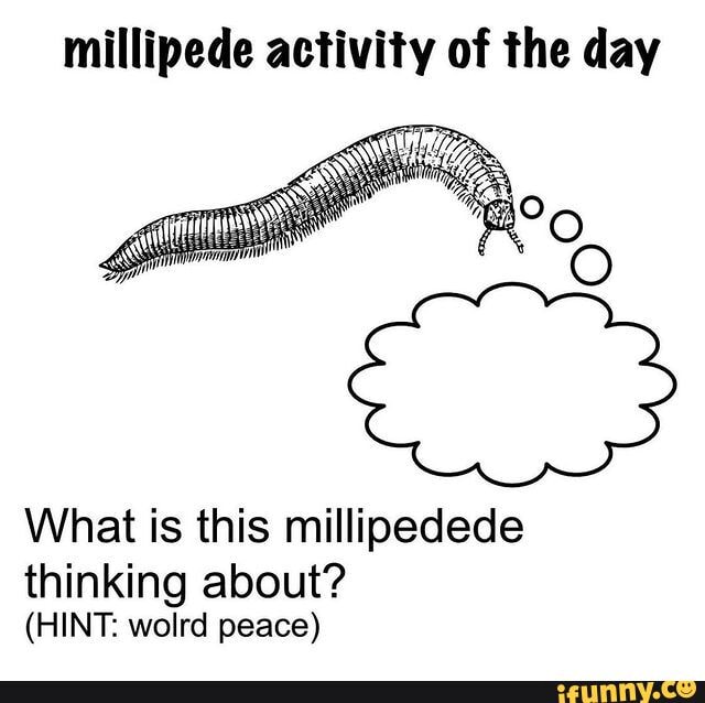 Millipede activity of the day What is this millipedede thinking about ...